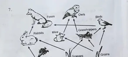 7The image contains a food web showing | StudyX