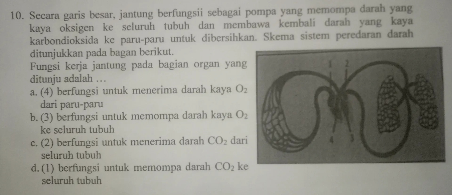 10 Secara garis besar jantung berfungsi | StudyX