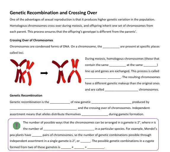 Genetic Recombination and Crossing Over One | StudyX