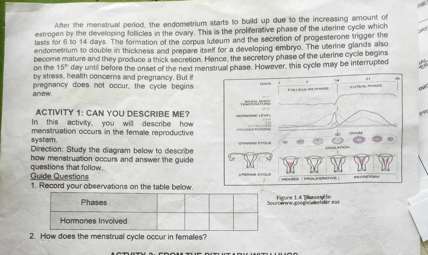 After the menstrual period the endometrium | StudyX
