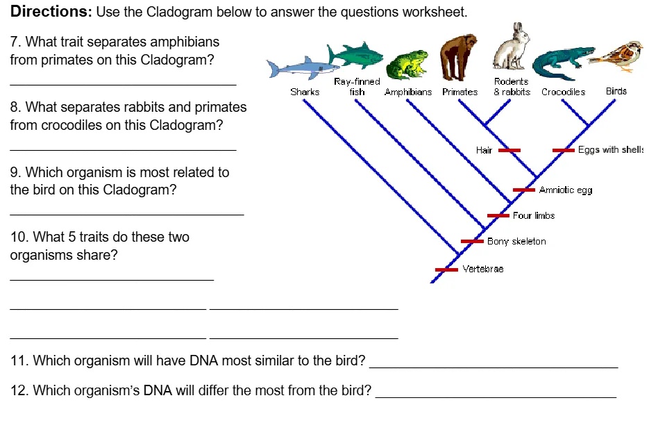 Directions Use the Cladogram below to answer | StudyX