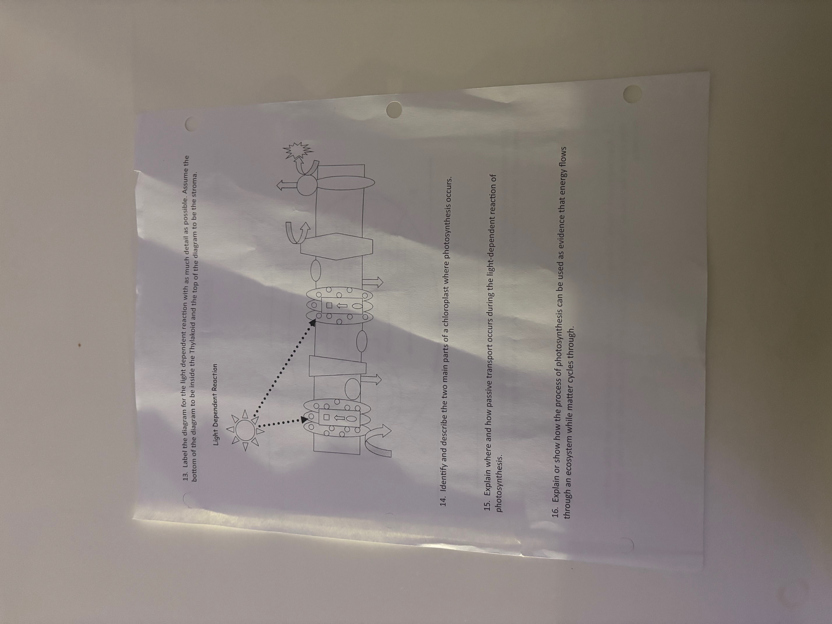 Light Dependent Reaction 13. Label the | StudyX