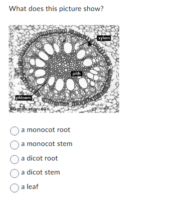 What does this picture show? * a monocot | StudyX