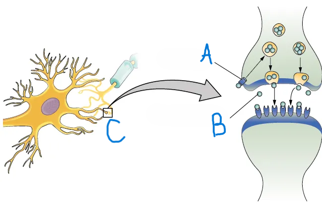 The image shows a neuron and a synapse. | StudyX