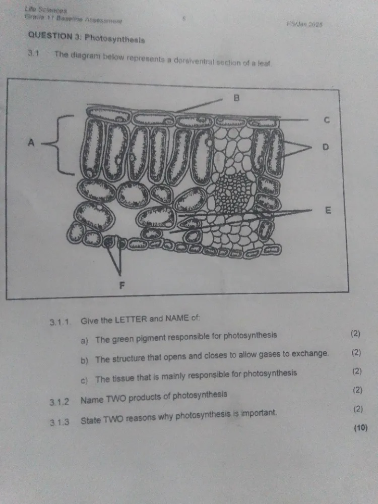 The diagram below represents a dorsiventral | StudyX