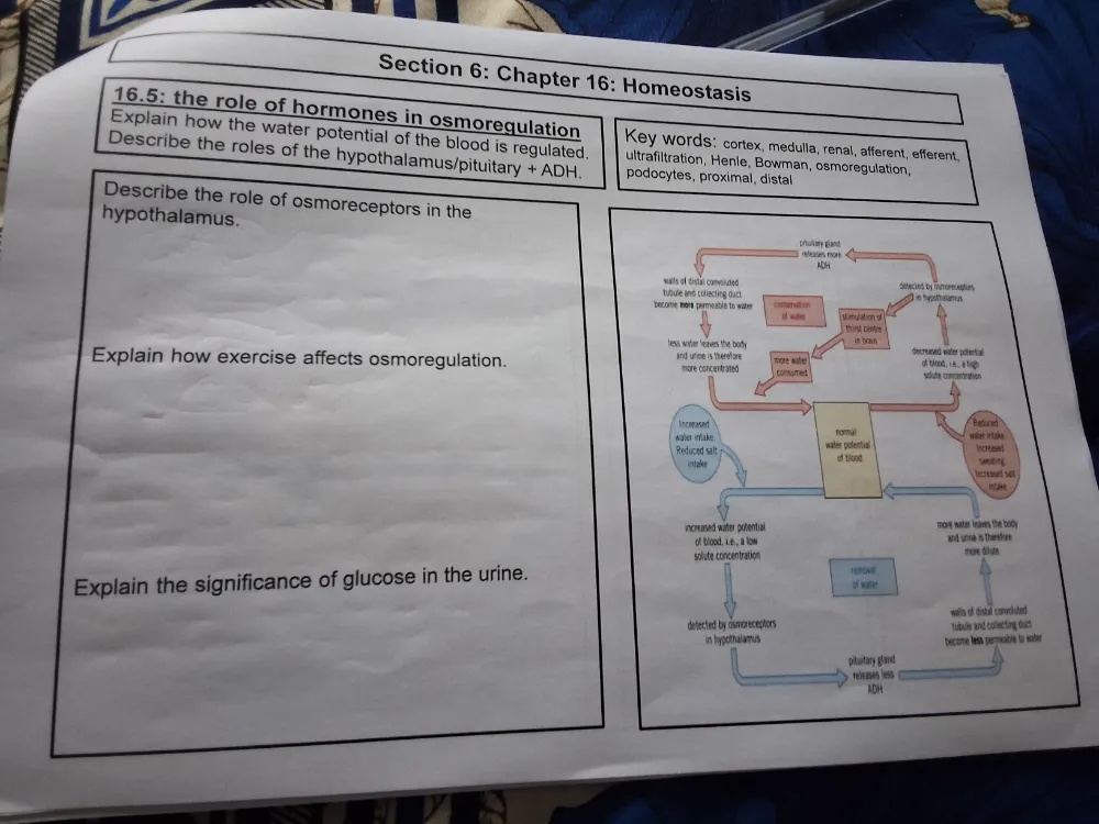 Section 6: Chapter 16: Homeostasis 16.5: the