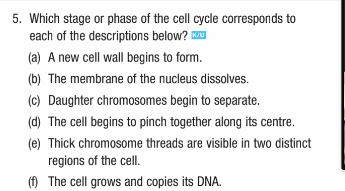 Which stage or phase of the cell cycle | StudyX