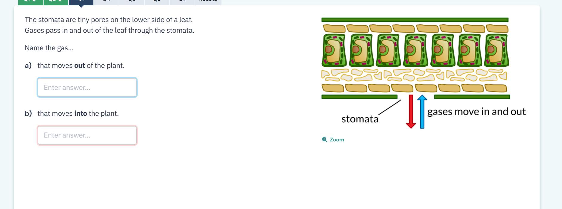The stomata are tiny pores on the lower side | StudyX