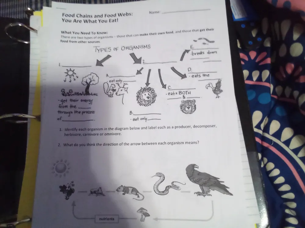 Food Chains and Food Webs: You Are What You | StudyX