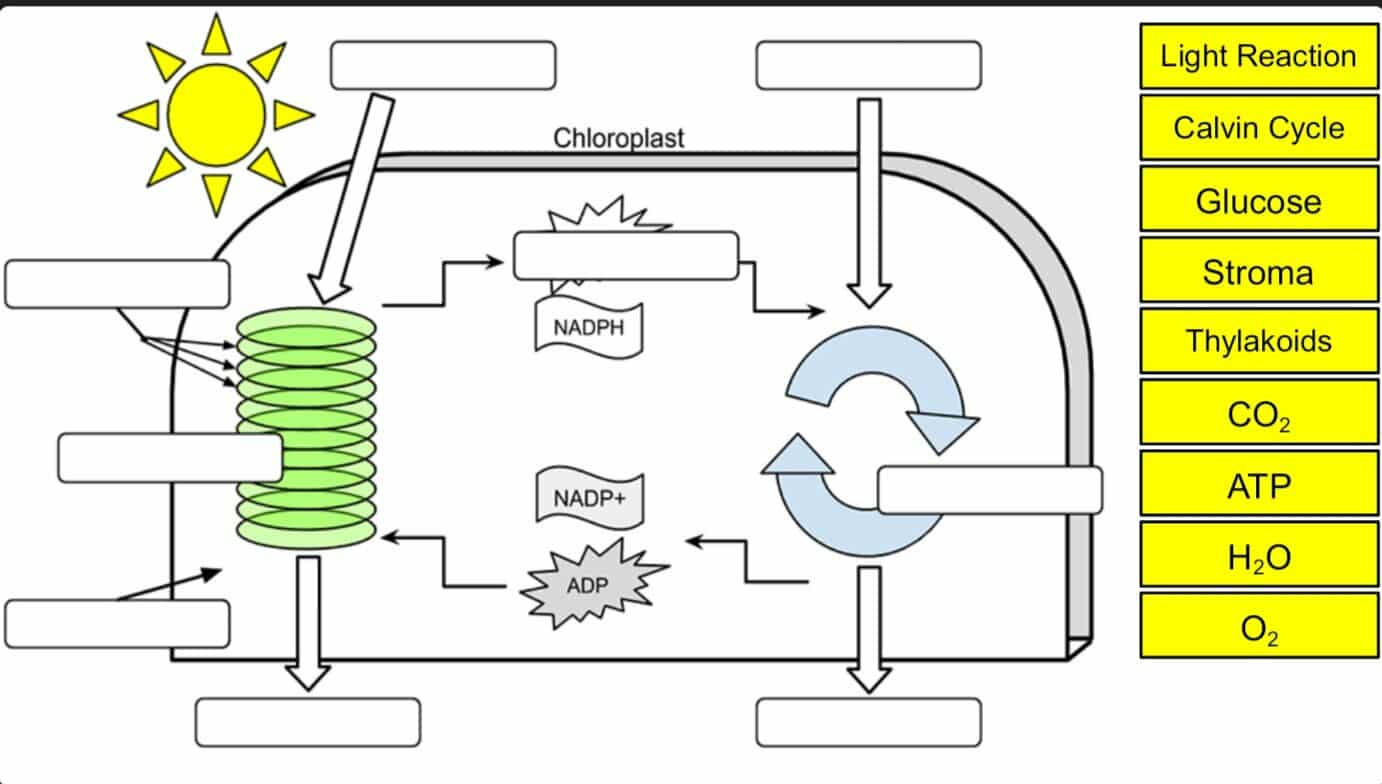 The image is a diagram of photosynthesis in | StudyX