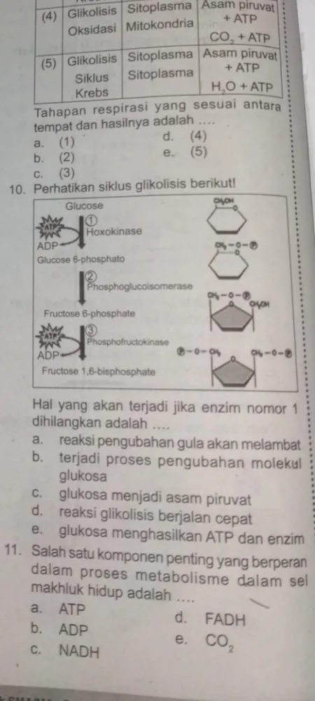 (4) Glikolisis Sitoplasma Asam piruvat | StudyX