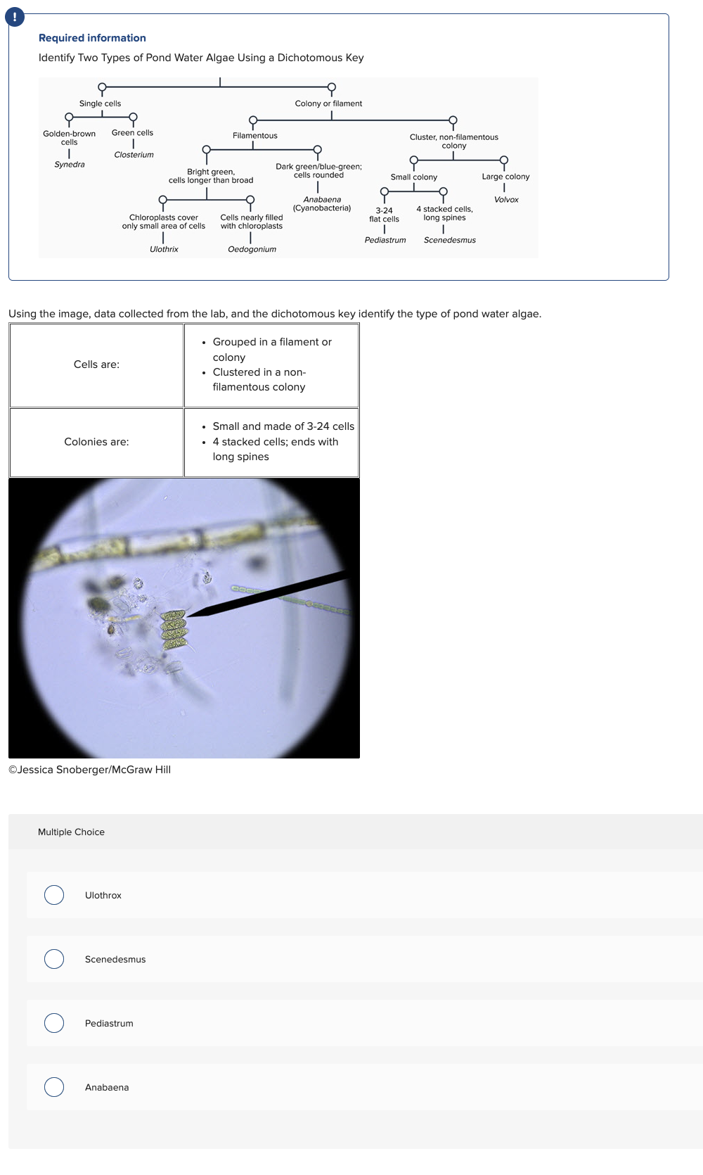 Identify Two Types of Pond Water Algae Using | StudyX