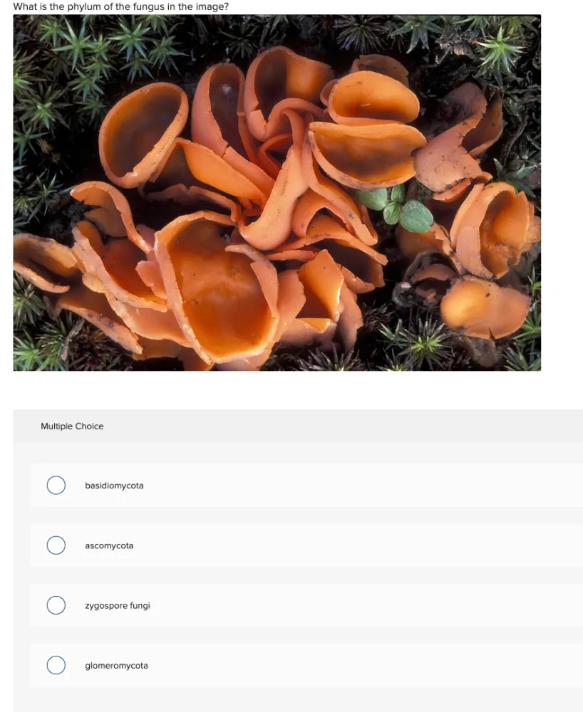 What is the phylum of the fungus in the | StudyX