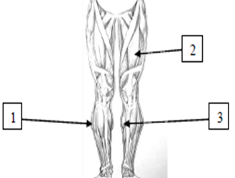 The image shows a diagram of leg muscles | StudyX