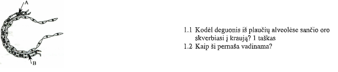 1.1 Kodėl deguonis iš plaučių alveolėse | StudyX