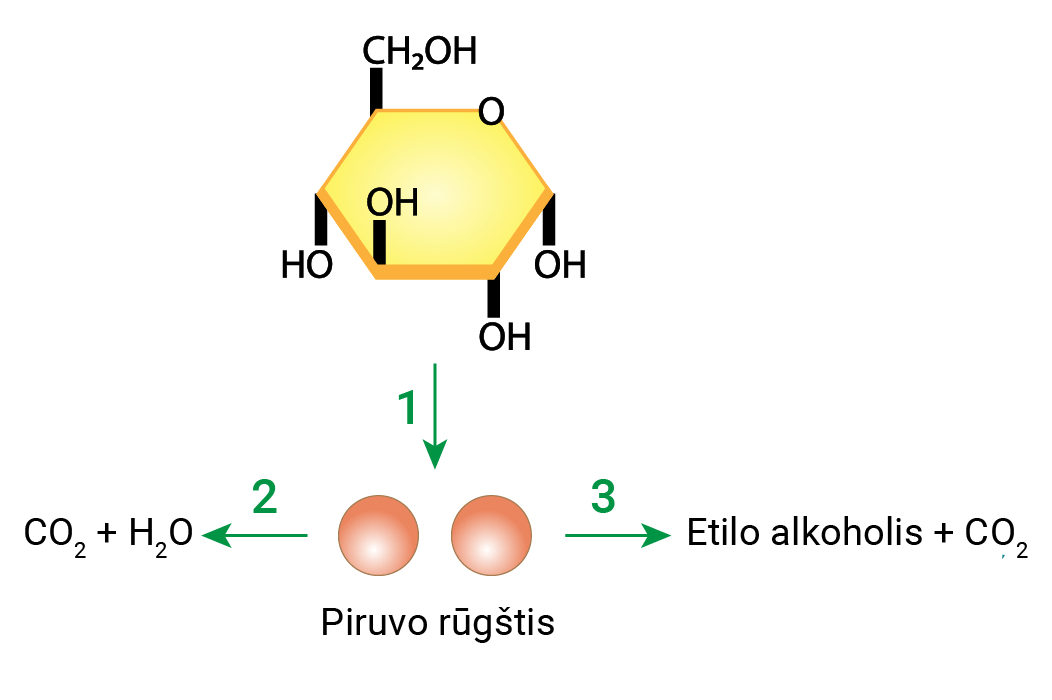 Kuriais skaičiais paveiksle pažymėti | StudyX