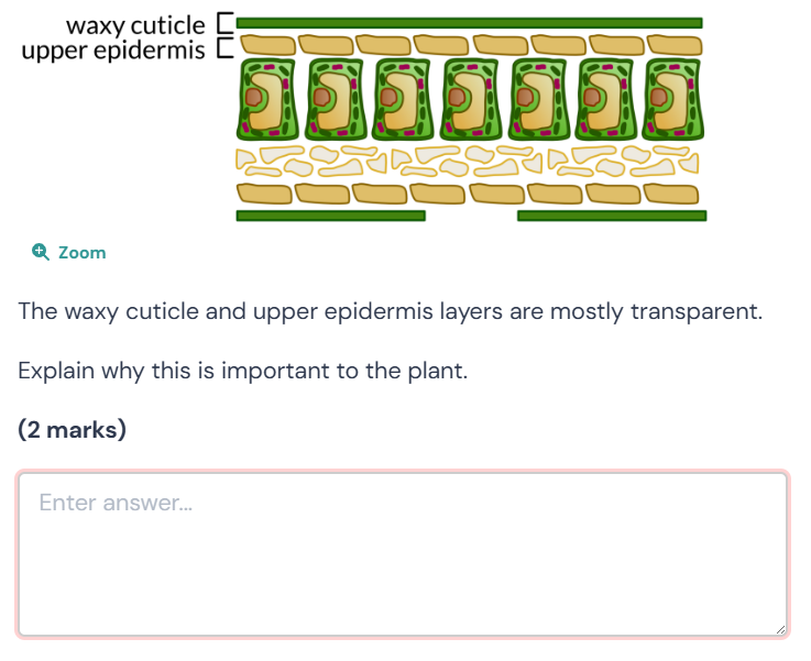 The waxy cuticle and upper epidermis layers | StudyX