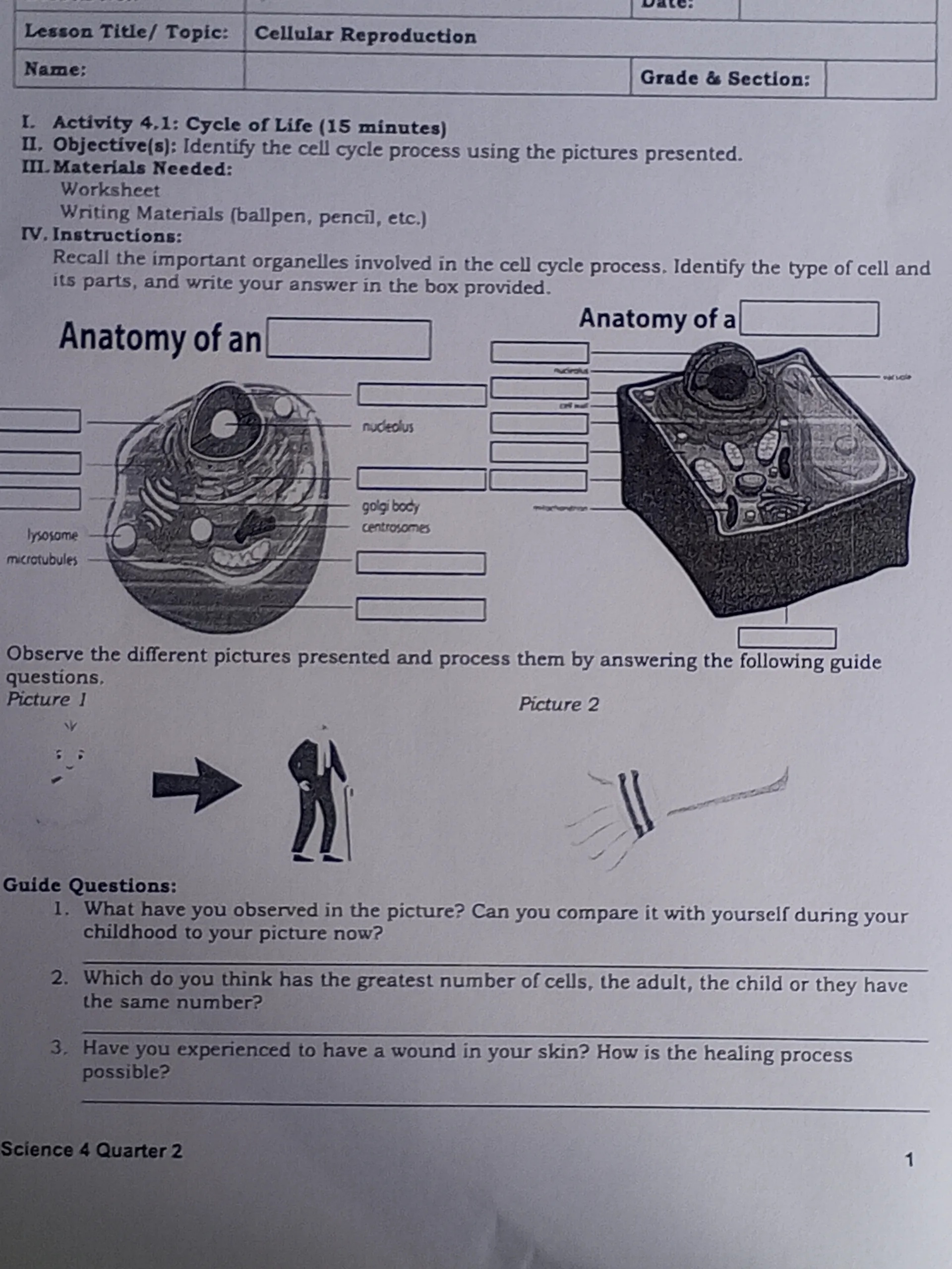 Lesson Title/Topic Cellular Reproduction | StudyX