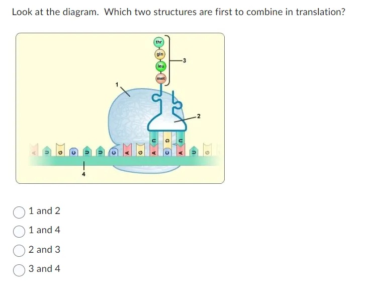 Look at the diagram Which two structures are | StudyX