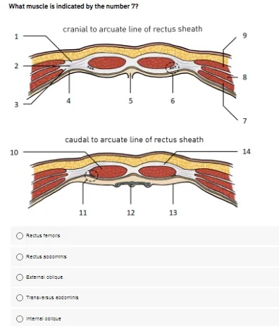 What muscle is indicated by the number 7 | StudyX