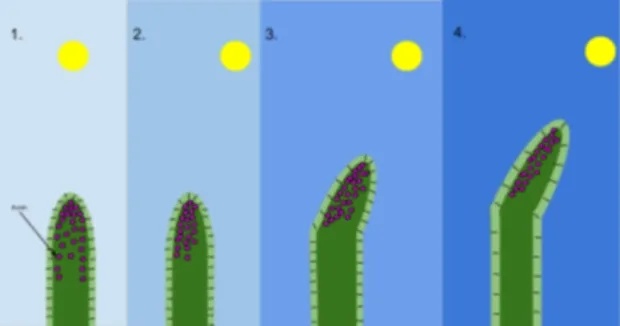 The image shows four stages of plant growth | StudyX