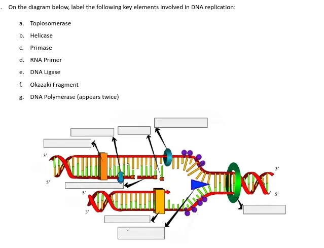On the diagram below label the following key