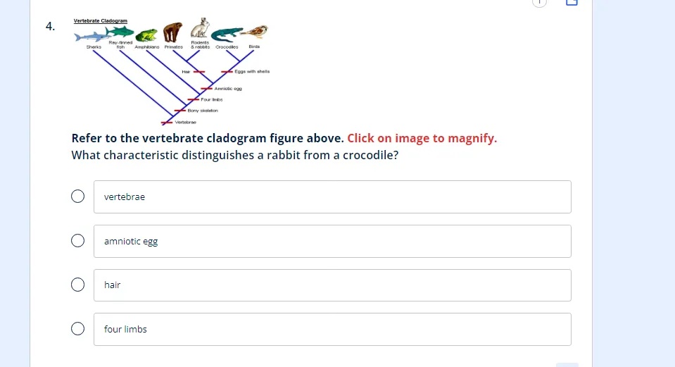 Refer to the vertebrate cladogram figure | StudyX