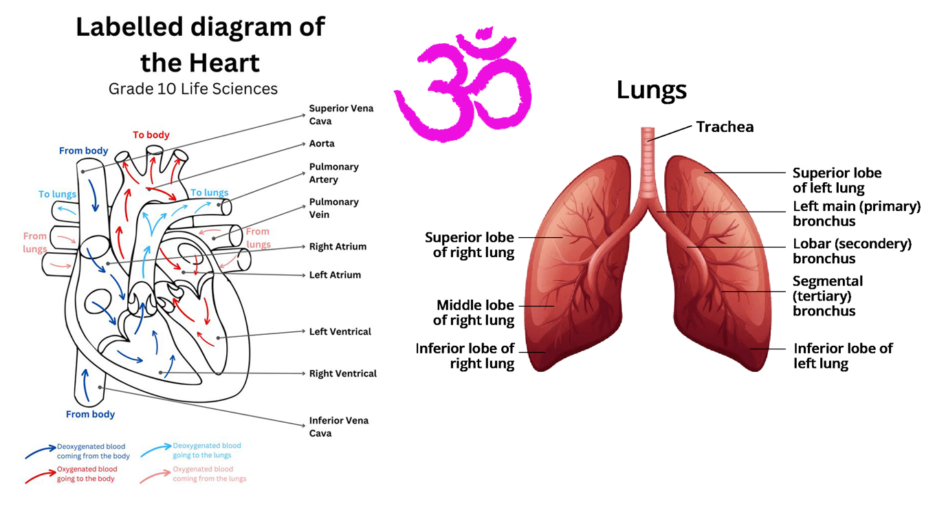Labelled diagram of the Heart Grade 10 Life | StudyX