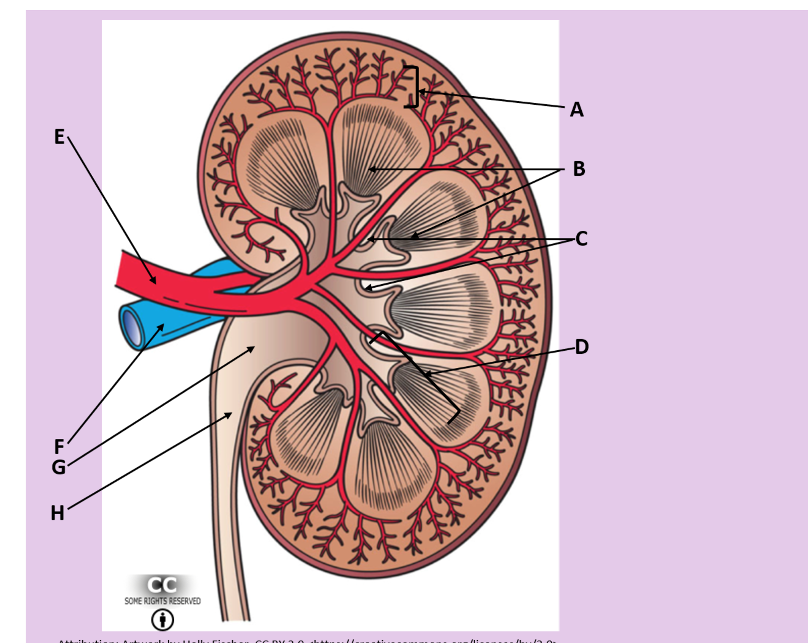 Identify the labeled structures (A-H) in the diagram of the kidney