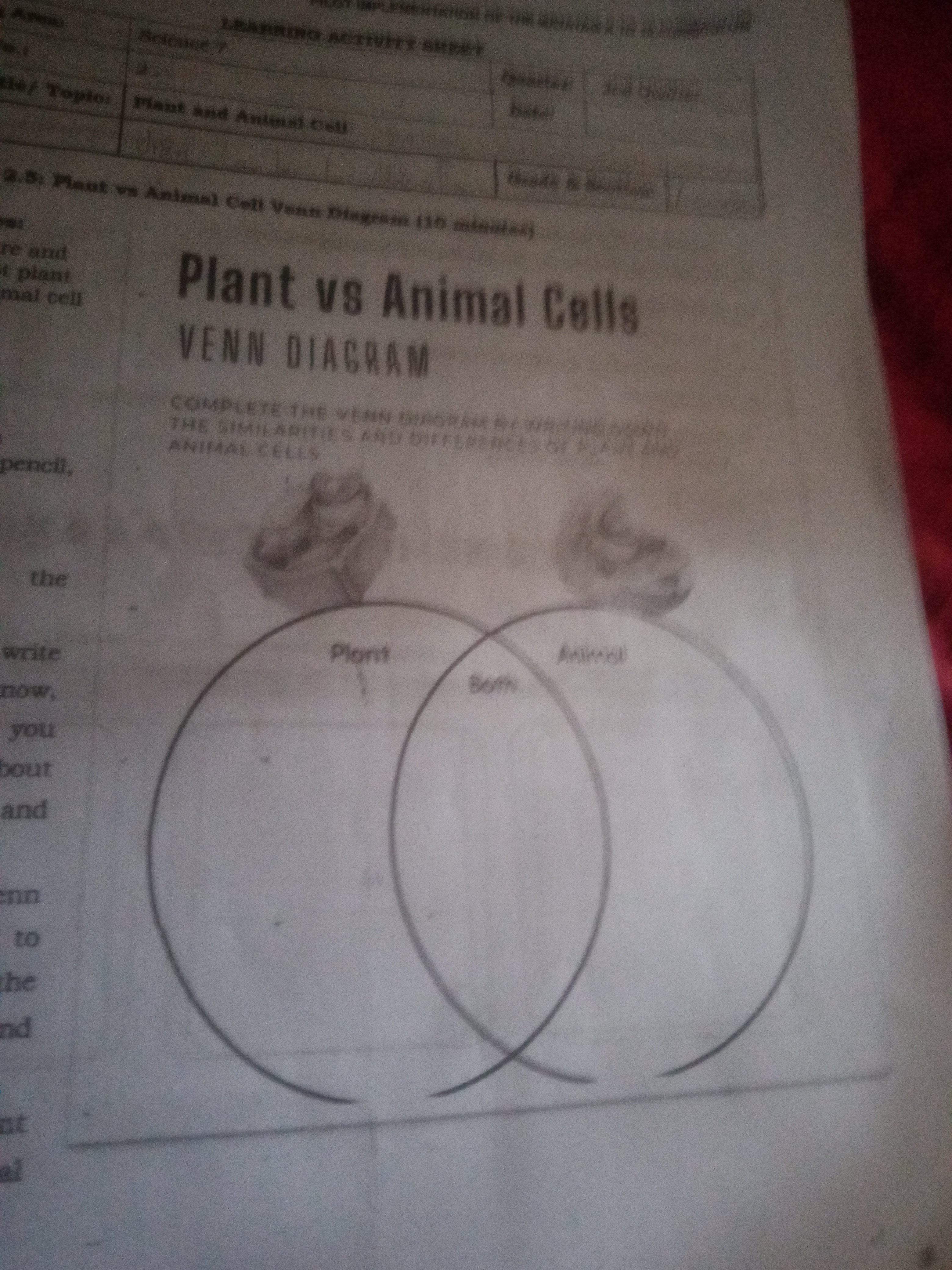 25 Plant vs Animal Cell Venn Diagram 10 min | StudyX