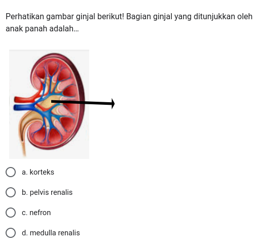 Perhatikan gambar ginjal berikut Bagian | StudyX