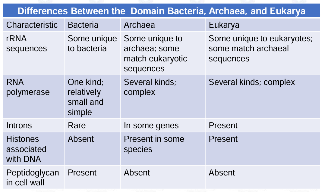 Characteristic Bacteria Archaea Eukarya Studyx
