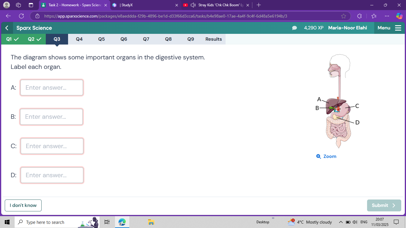 The diagram shows some important organs in | StudyX