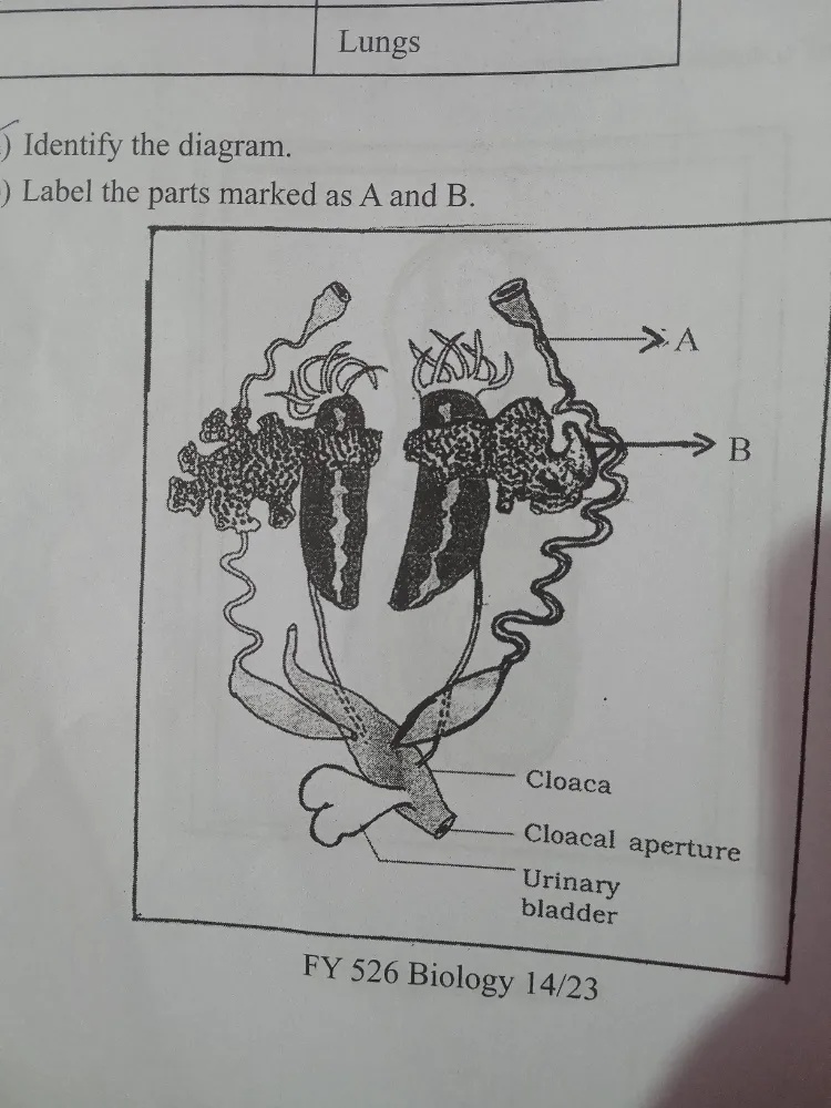 Identify the diagram. Label the parts | StudyX