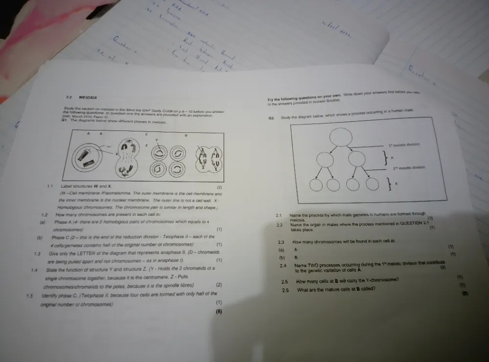 Q1. The diagrams below show different phases | StudyX