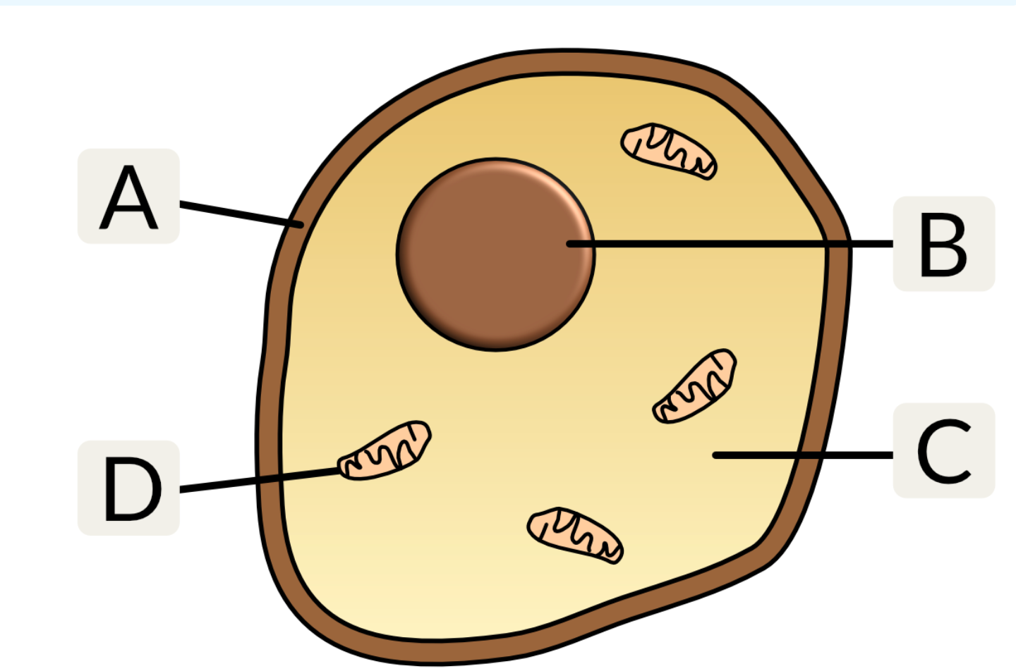 Label the parts of the animal cell A B C D | StudyX