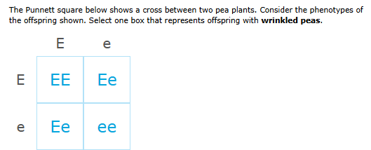 The Punnett square below shows a cross | StudyX