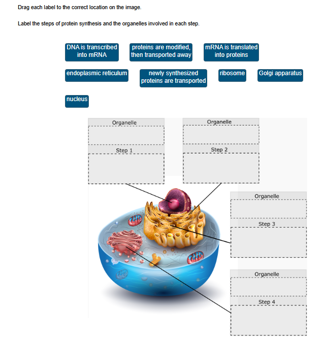Label the steps of protein synthesis and the | StudyX