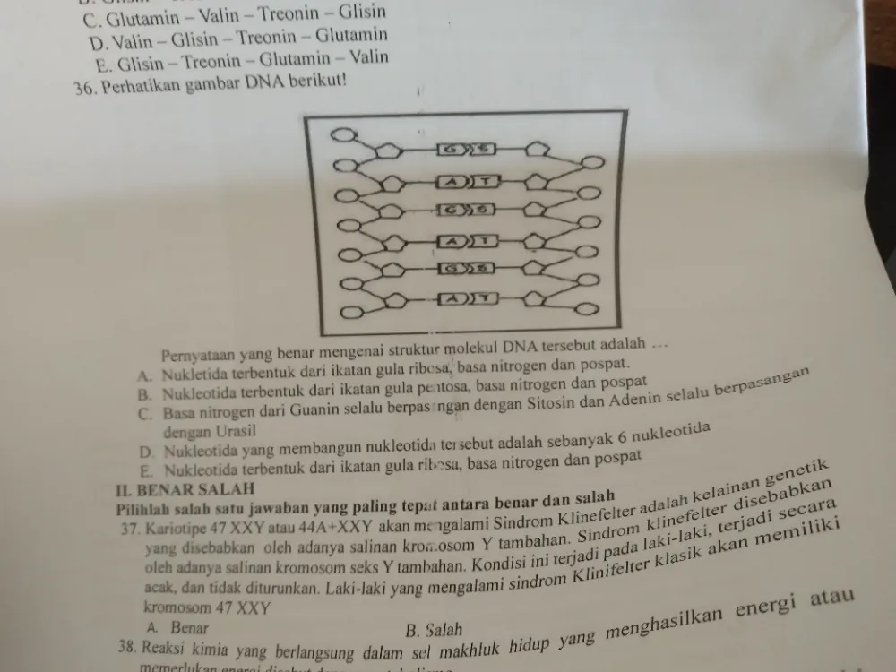 36. Perhatikan gambar DNA berikut! | StudyX