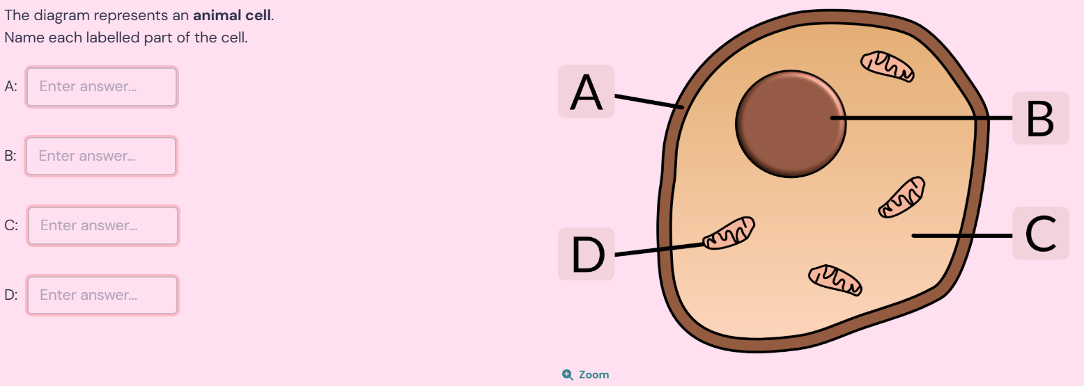 The diagram represents an animal cell. Name | StudyX