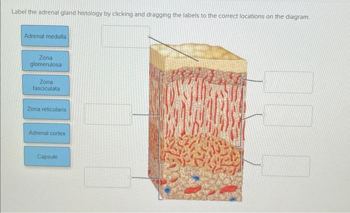Label the adrenal gland histology by | StudyX