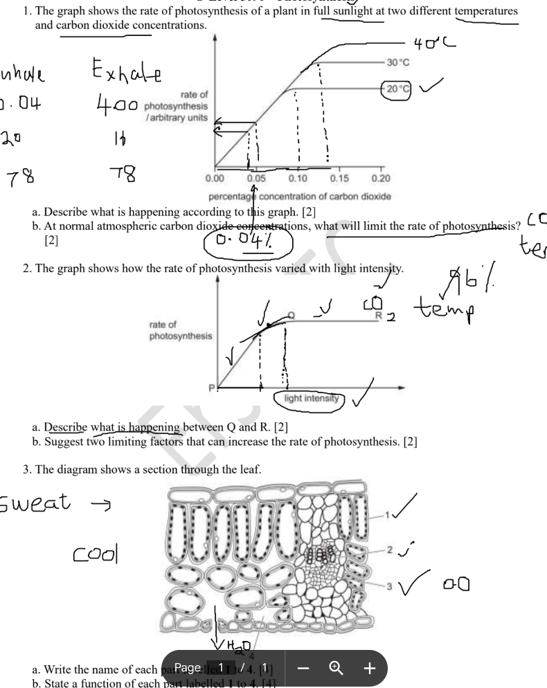 The graph shows the rate of photosynthesis