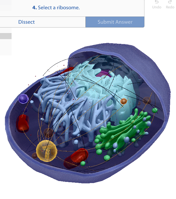 Select a ribosome in a cell diagram | StudyX