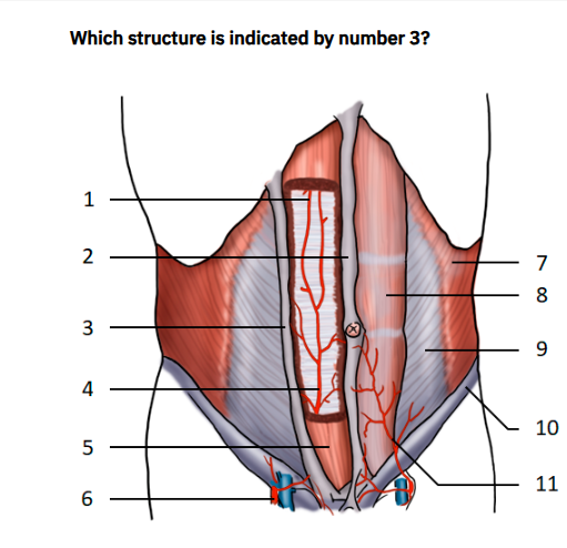 Which structure is indicated by number 3? | StudyX