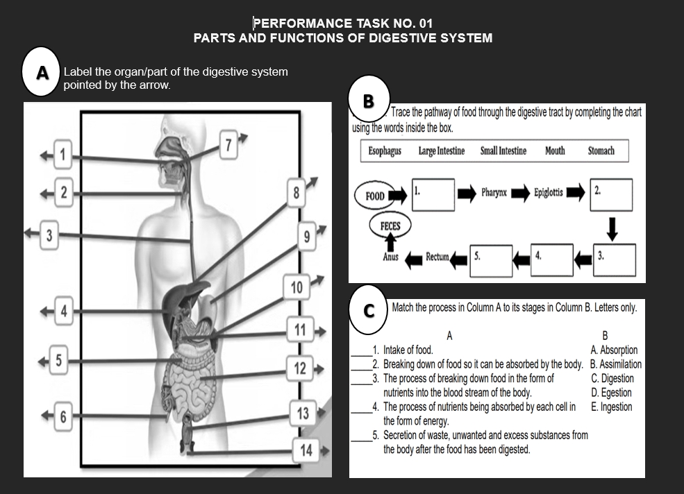 A Label the organ/part of the digestive | StudyX