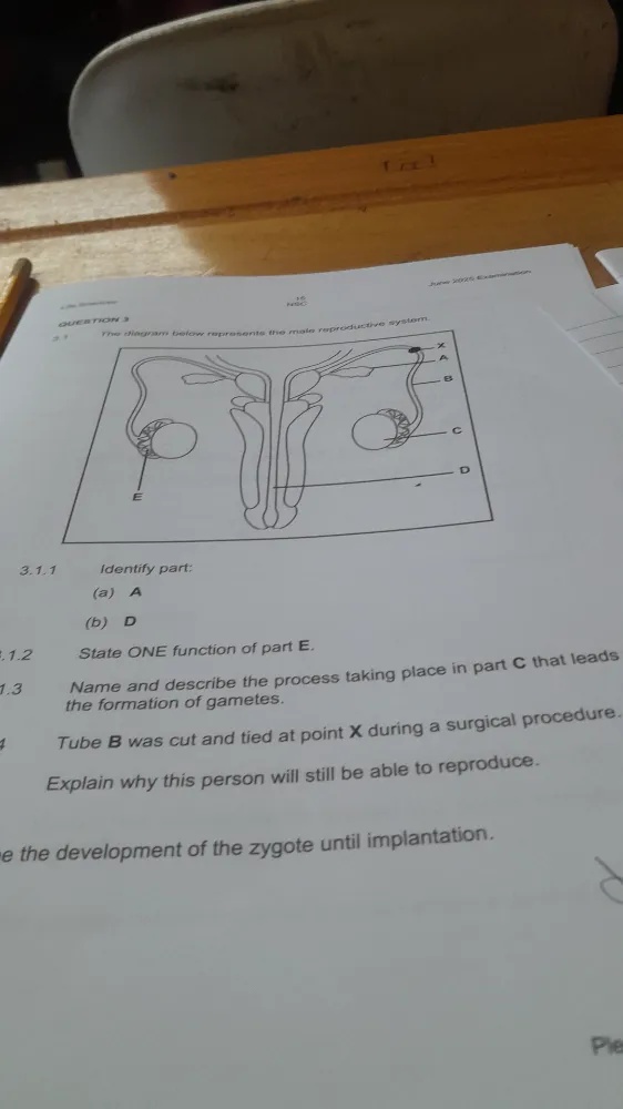 3. The diagram below represents the male | StudyX