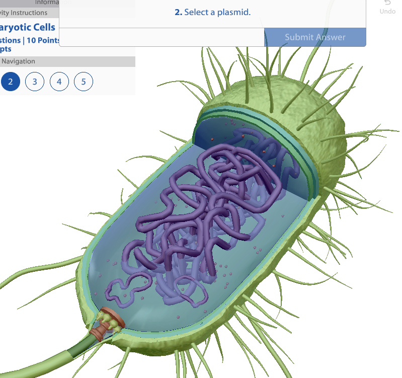 Select a plasmid in a prokaryotic cell | StudyX