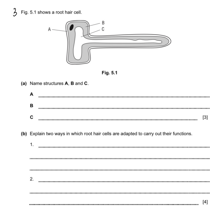Fig. 5.1 shows a root hair cell. Fig. 5.1
