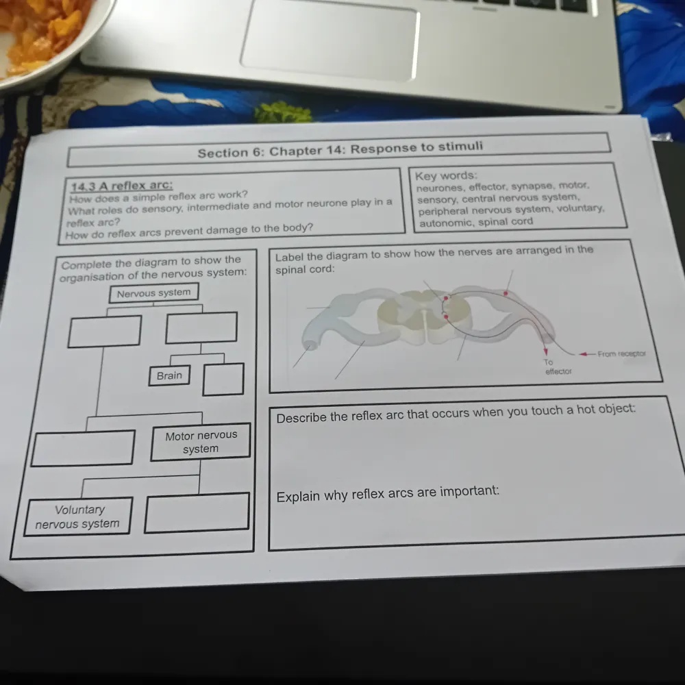 14.3 A reflex arc: How does a simple reflex | StudyX