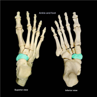 - medial cuneiform - cuboid - calcaneus - | StudyX